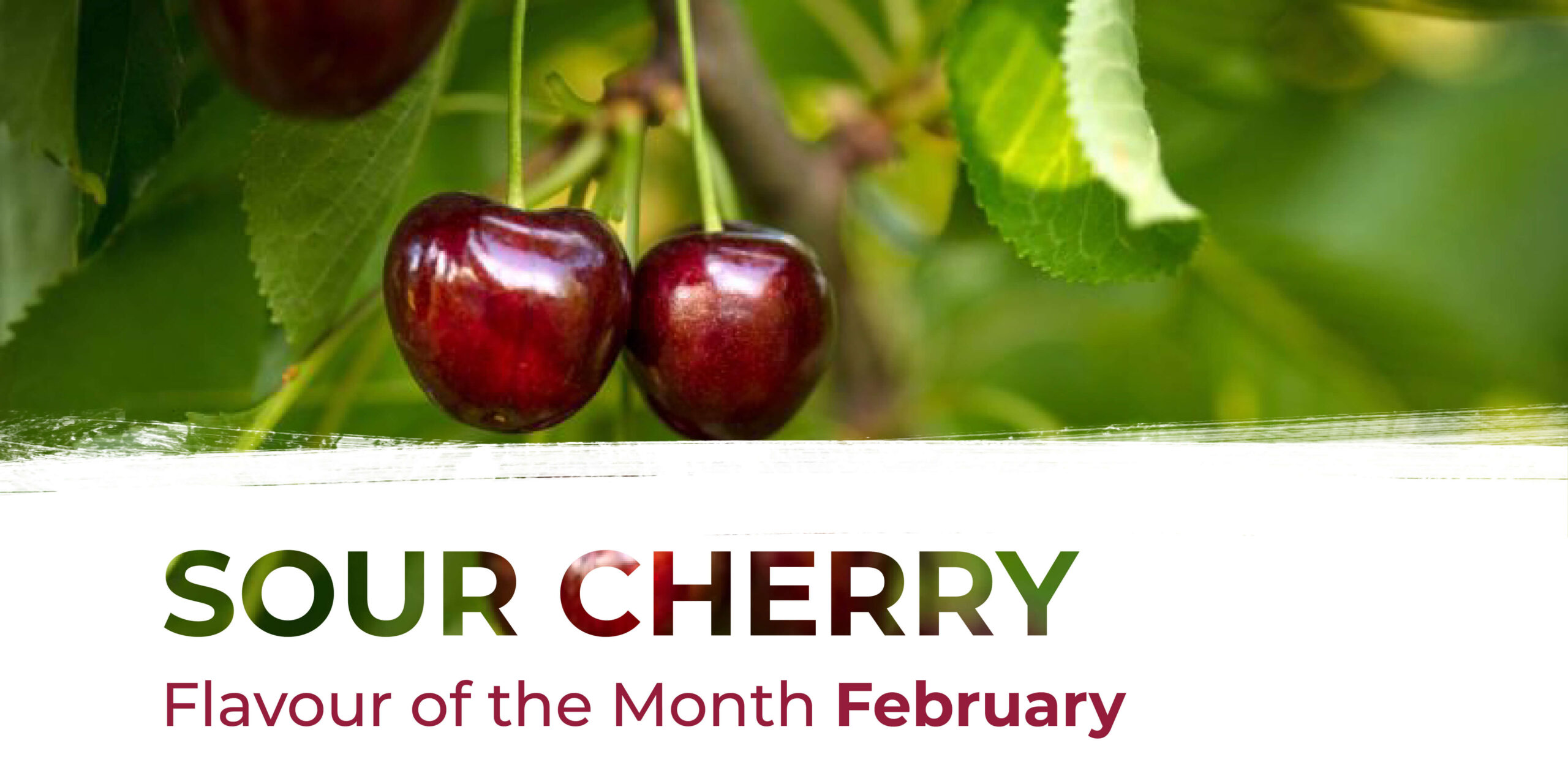 Présentation de notre saveur du mois : la cerise aigre - Parfaite pour ...